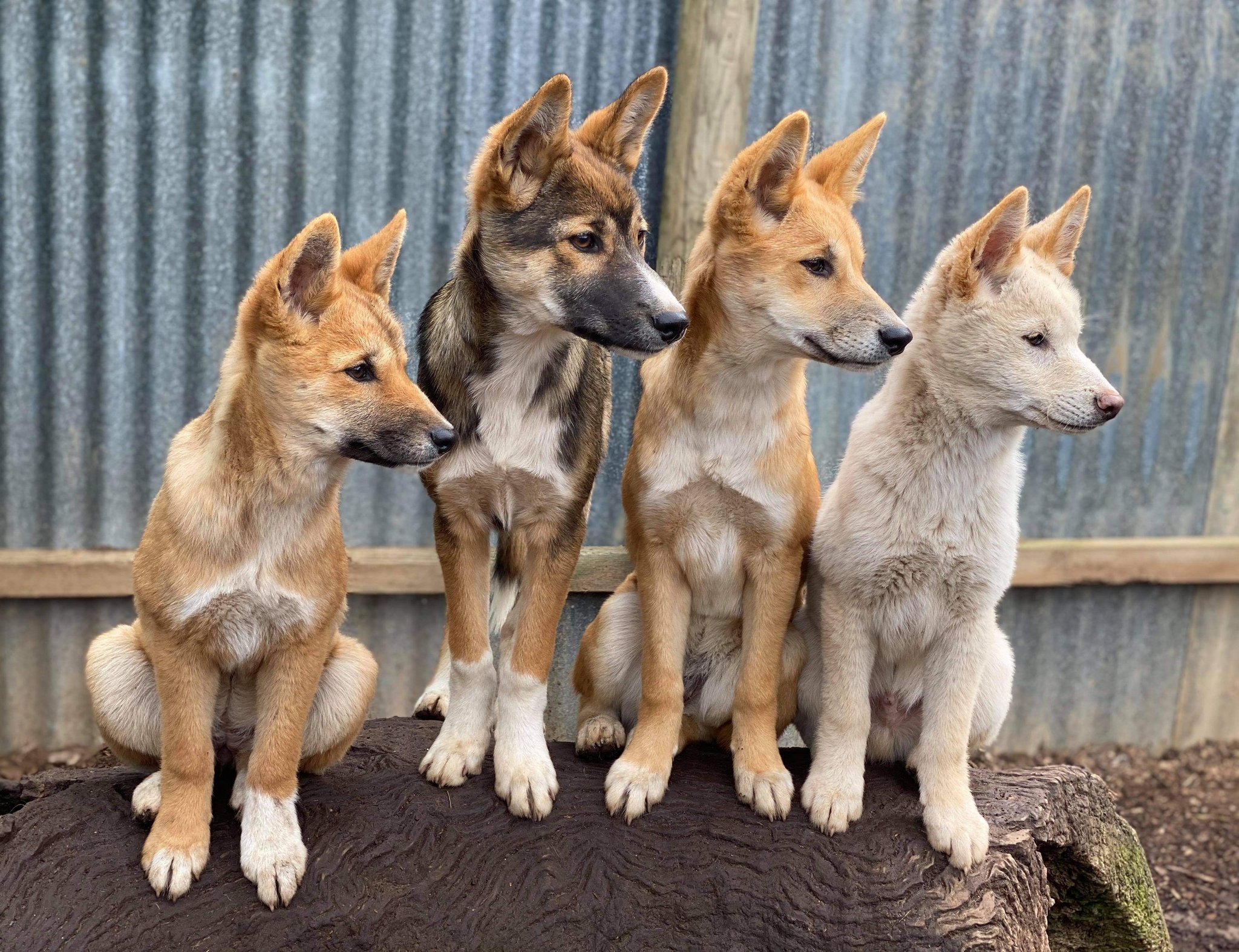 Are Dingoes Extinct
