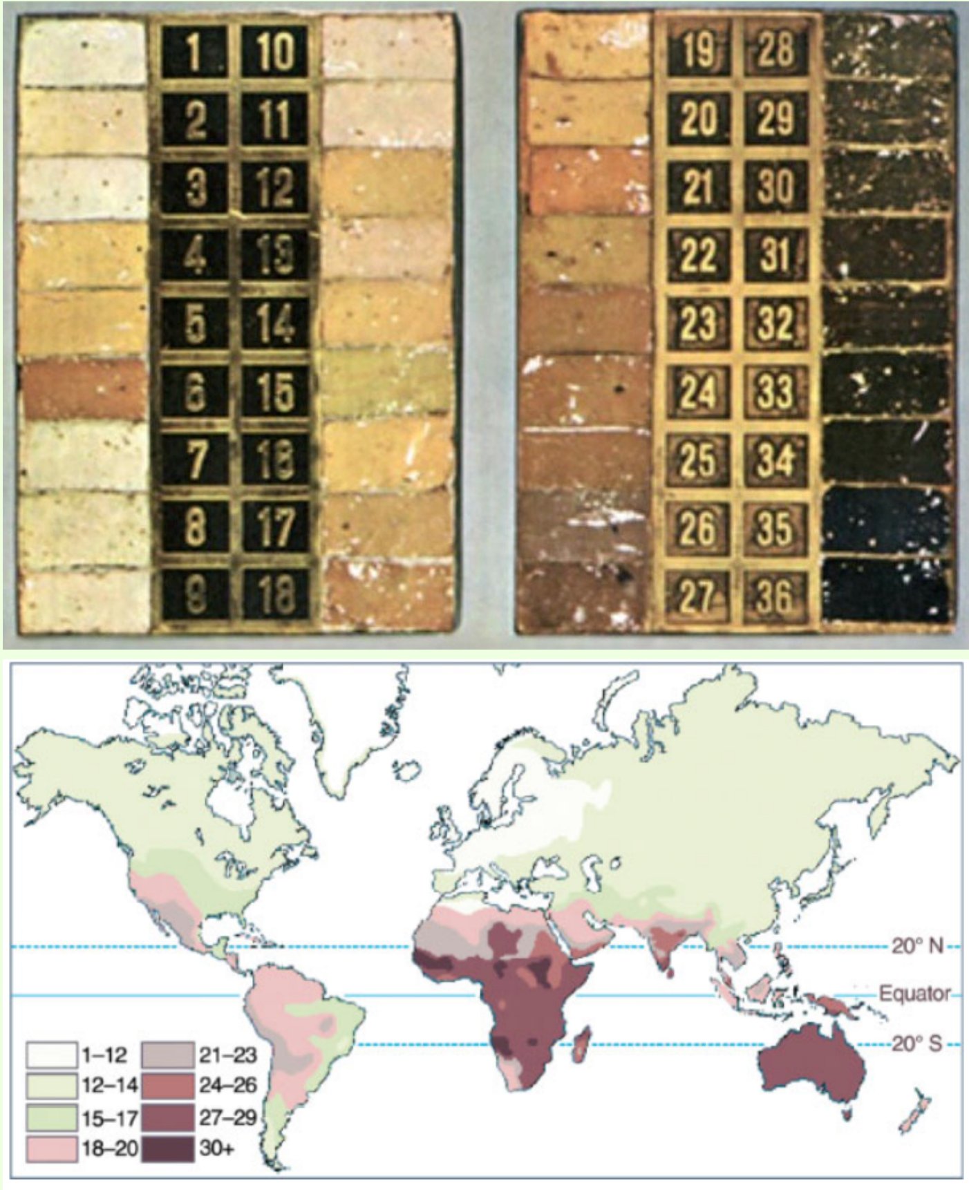 Human Skin Color Map Skin Tone Map For Artist Reference
