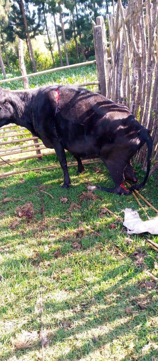 AKAMA MAXWEL OMONDI (@DRAKAMAMAXWEL) | Twitter