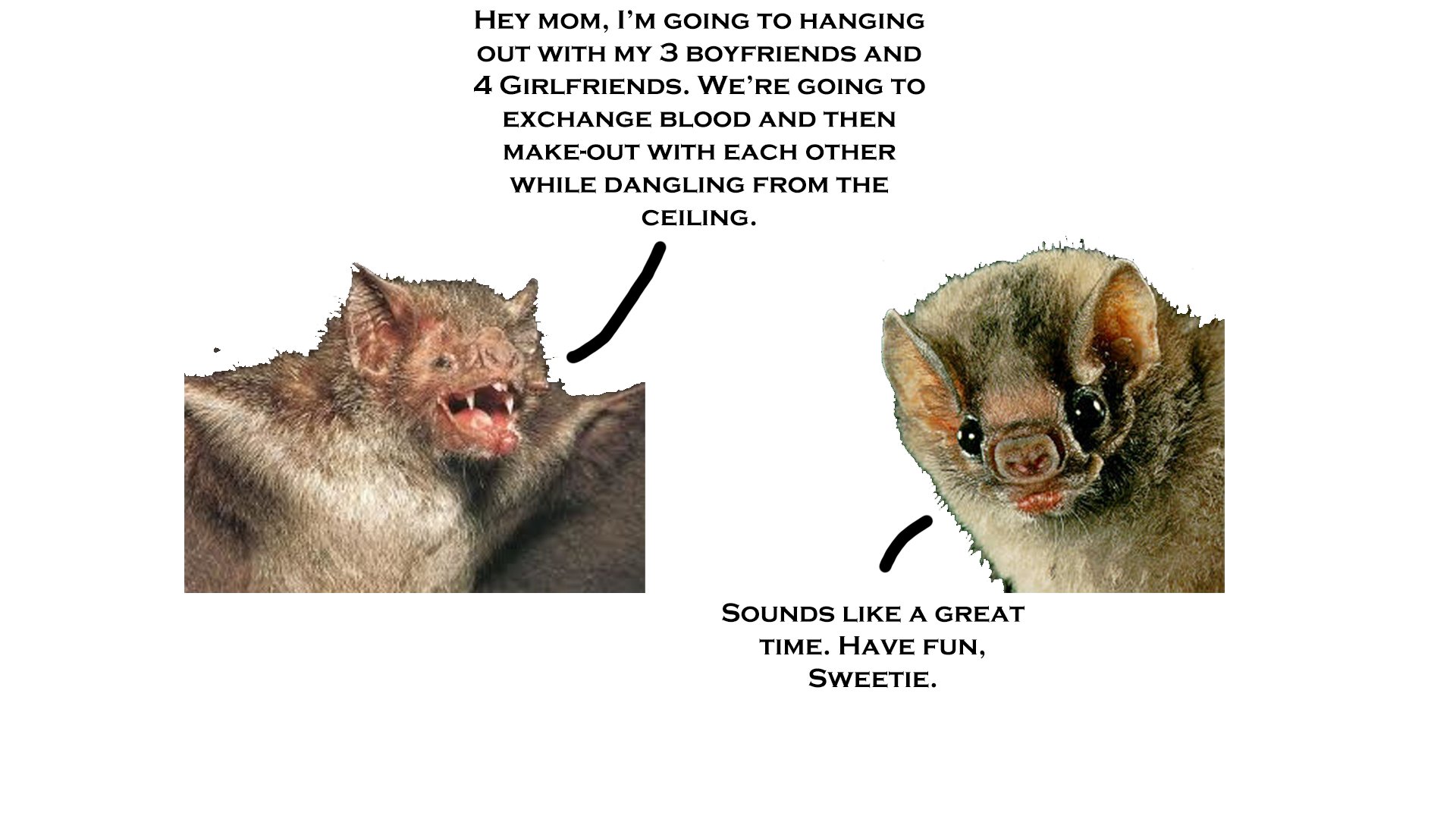 Funny Bat Memes Meme I Made After Hearing Some News : R/batty