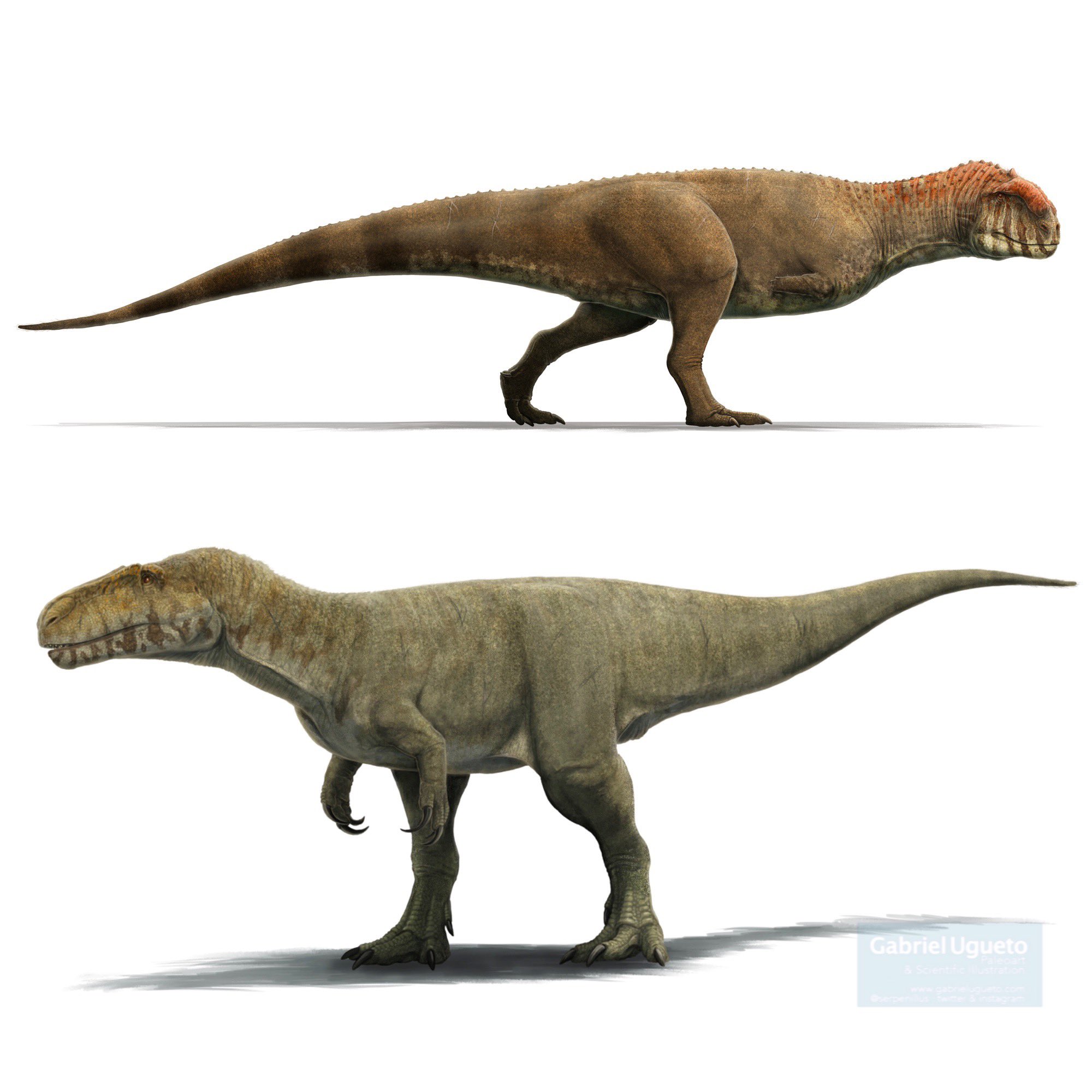 Megalosaurus Vs Tyrannosaurus Rex