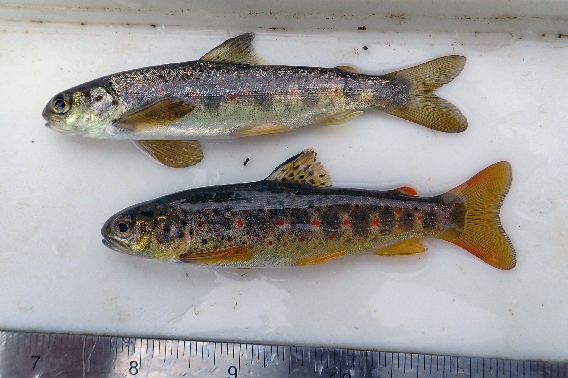 Trout Juvenile