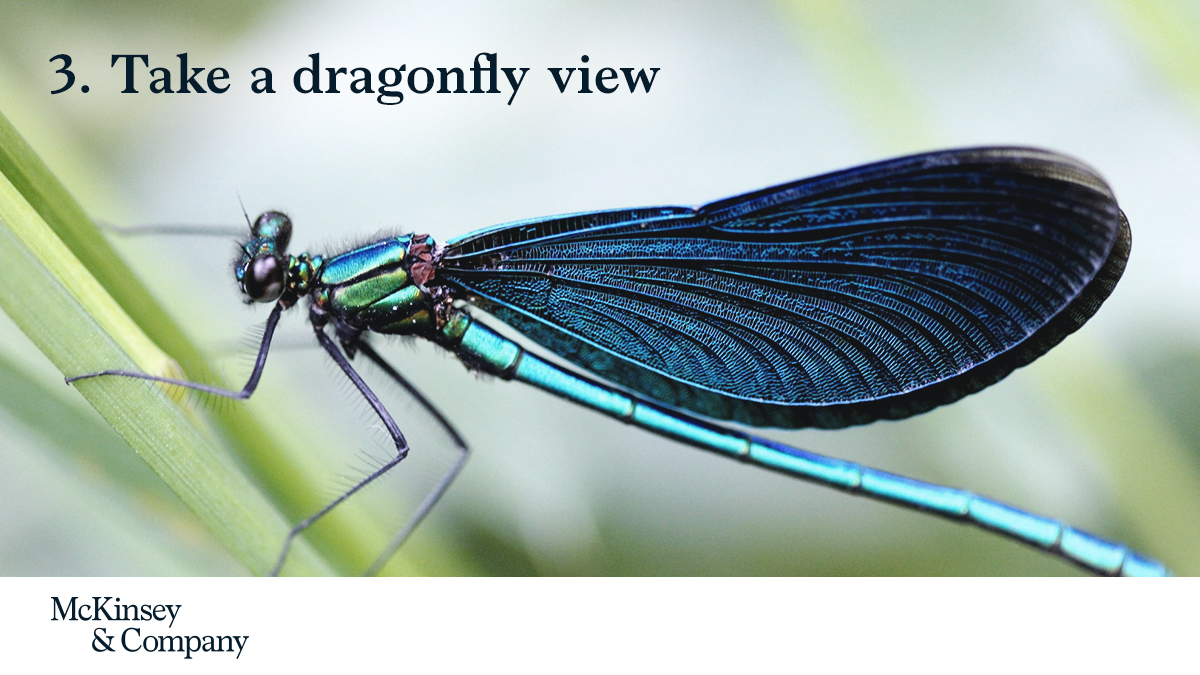 McKinsey & Company on Twitter: "Problem-solving secret No. 3: Take a dragonfly view. Dragonflies ...