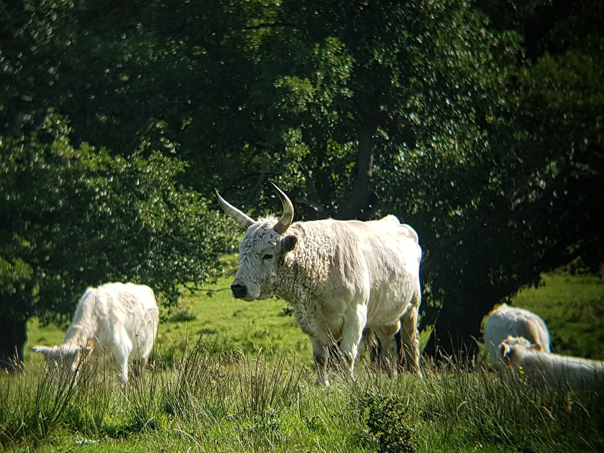 Chillingham Cattle