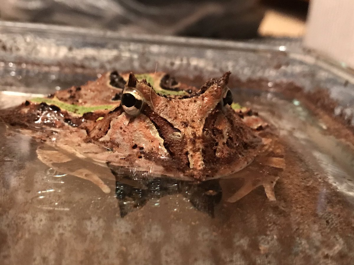 Giant Prehistoric Frog