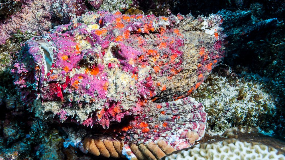 Reef Stonefish