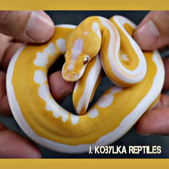 Albino Baby Ball Pythons