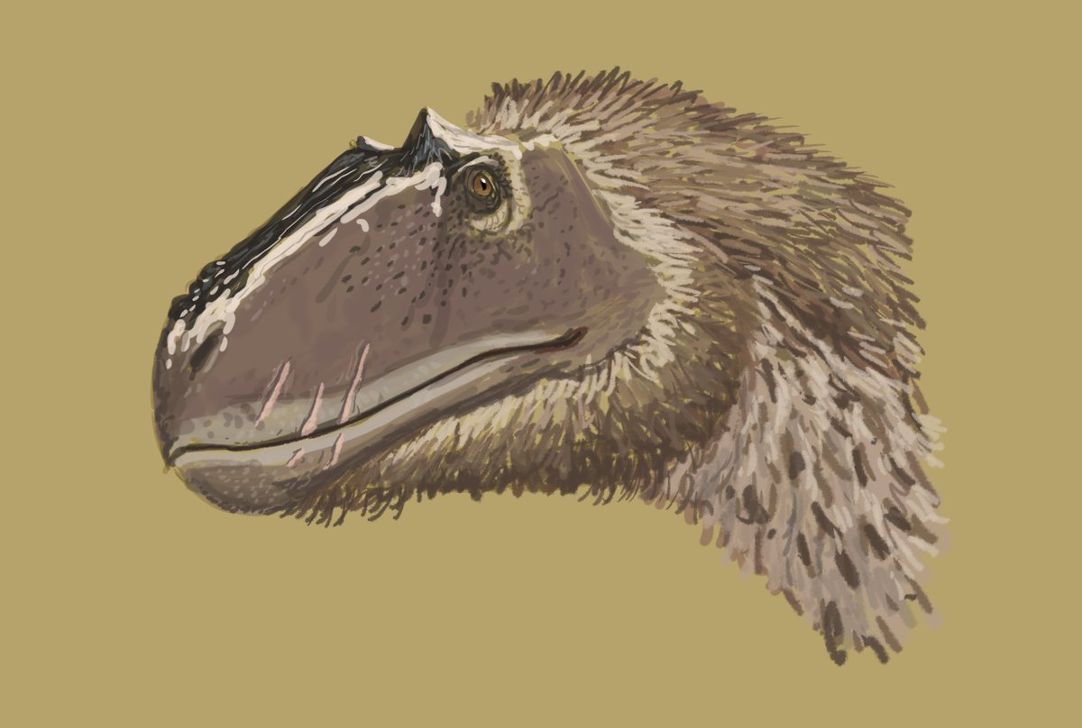 Twoucan - Joschua Knüppe (@JoschuaKnuppe)