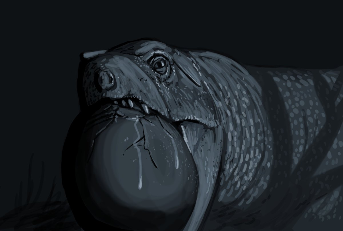 Twoucan - Joschua Knüppe (@JoschuaKnuppe)