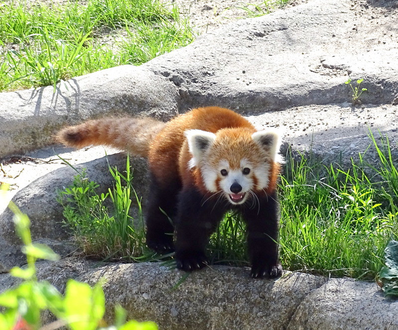 Red Panda Relatives