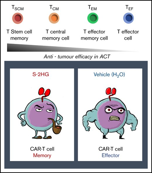 Memory T Cells Cartoon