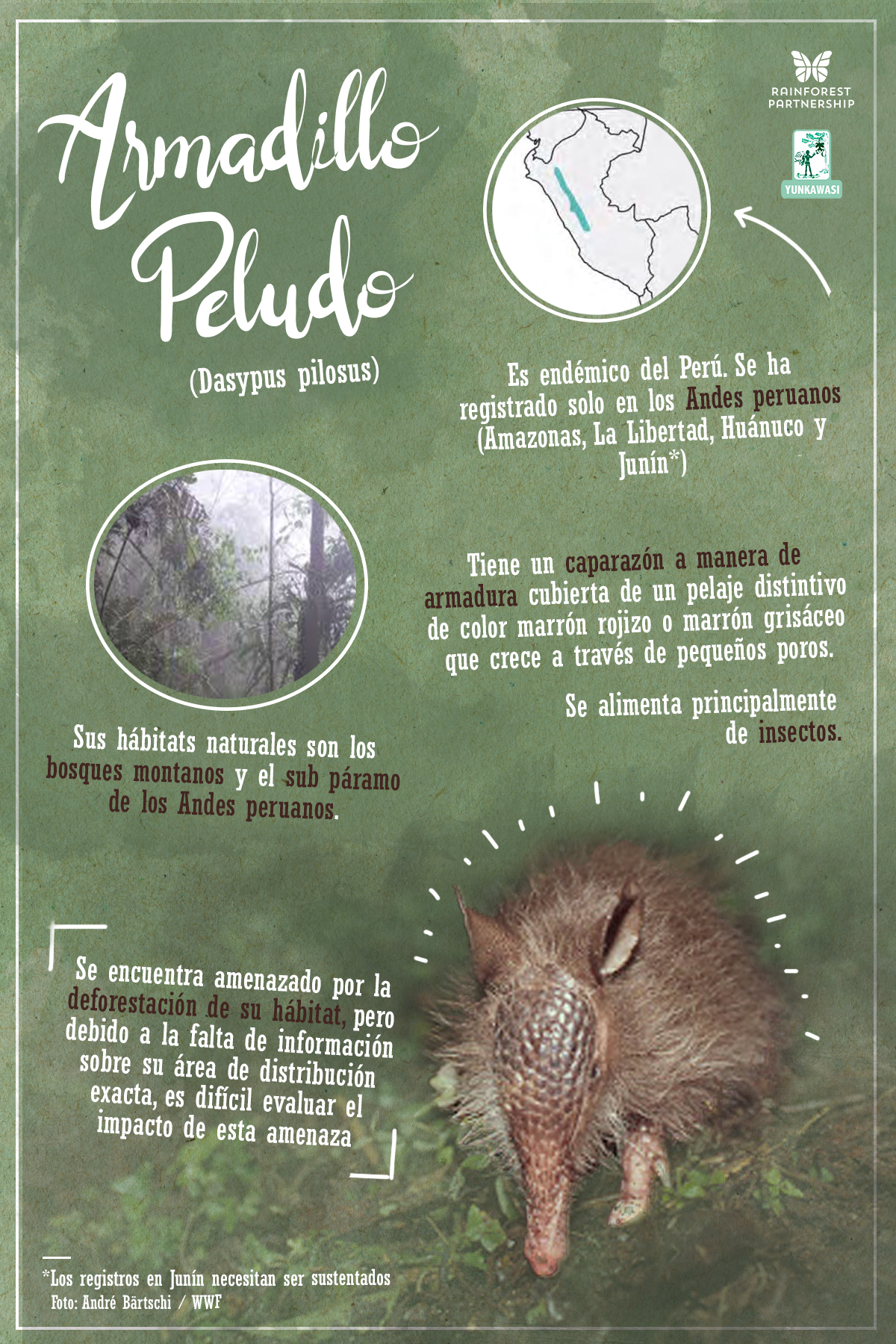 Animal En Los Andes Peruanos