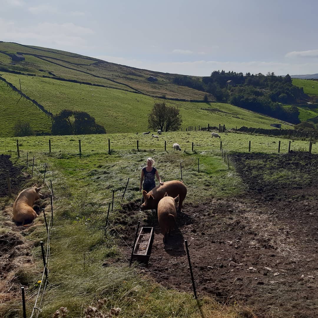 Home - Axe Edge Green Farm