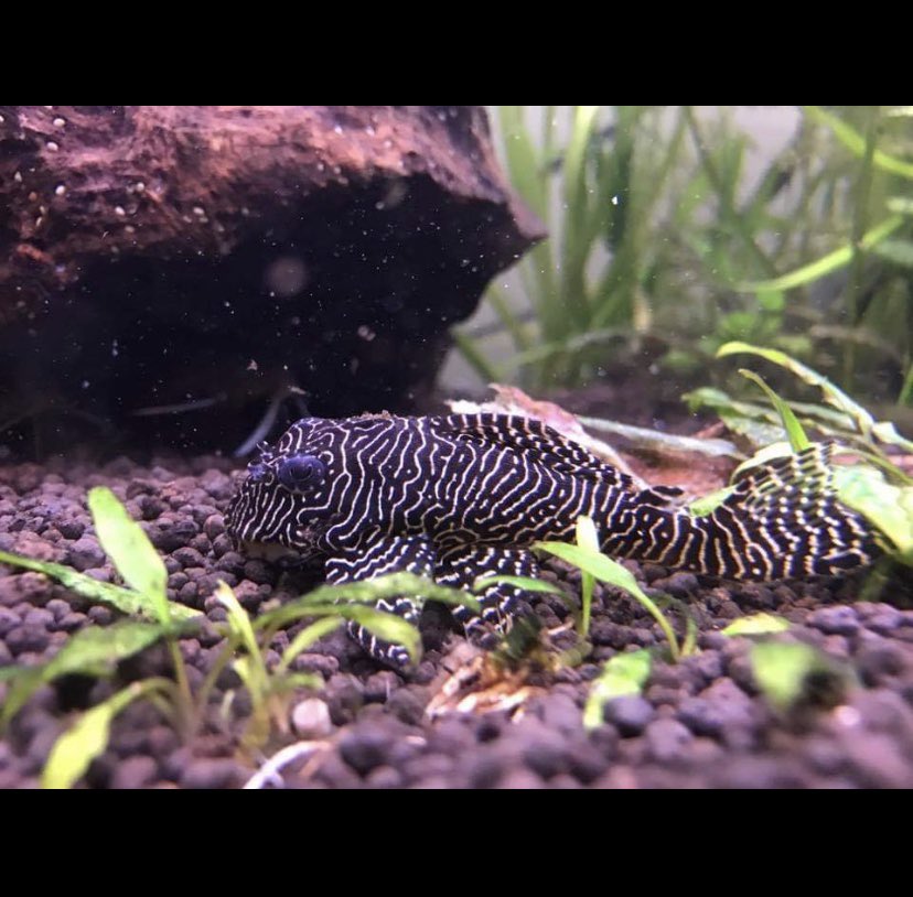 Queen Arabesque Pleco