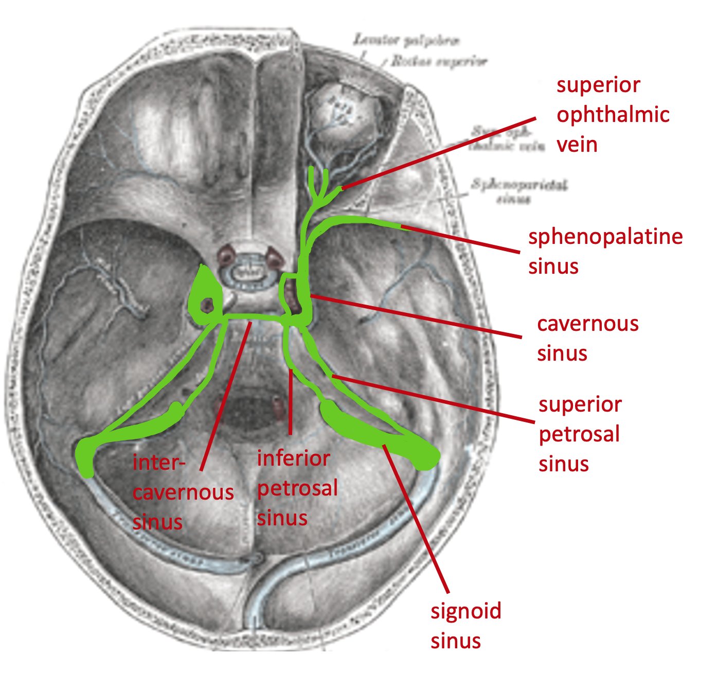 Superior Petrosal Sinus