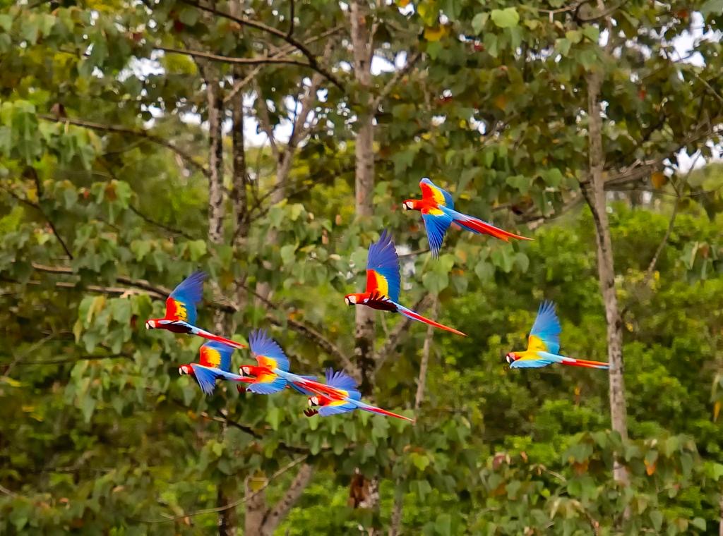 Tropical Rainforest Birds Flying