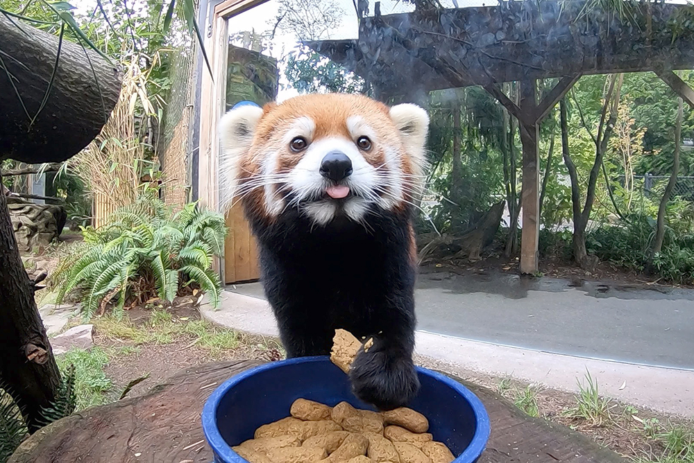 Pandas Eating Cookies