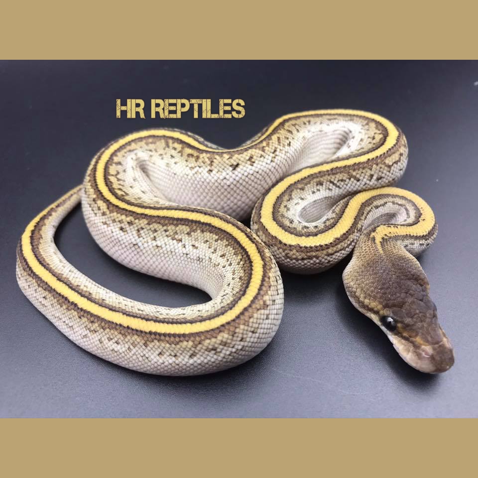 Pinstripe Ball Python Baby