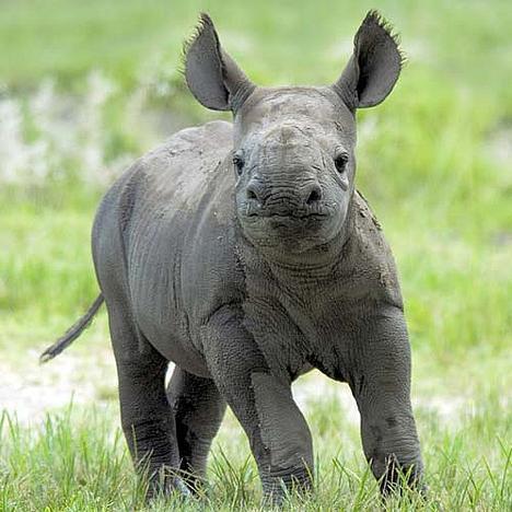 Javan Rhinoceros Baby