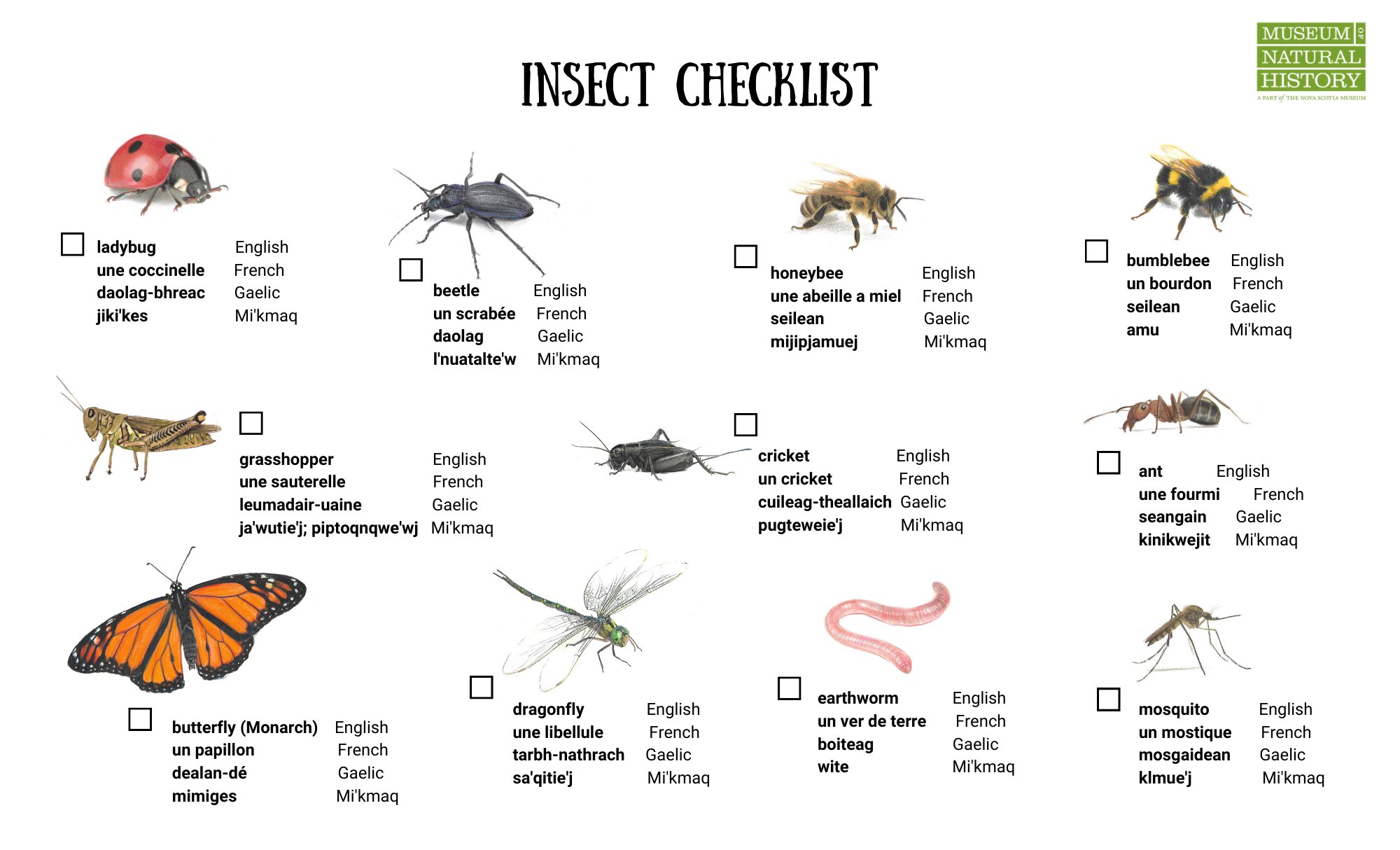 Insects Names List