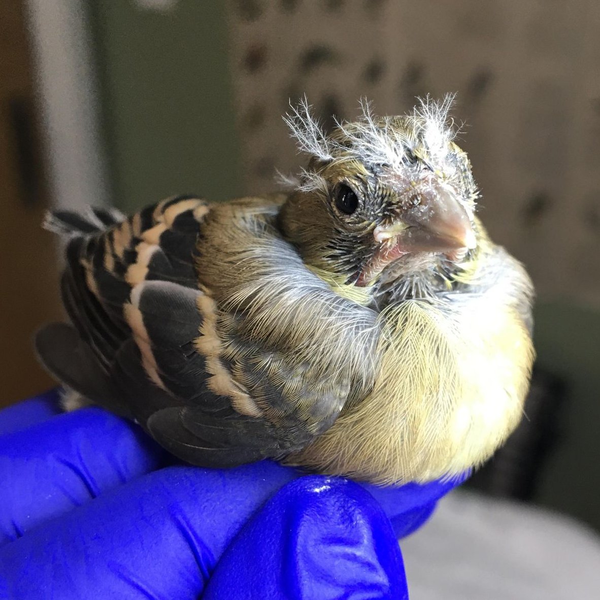 American Goldfinch Baby