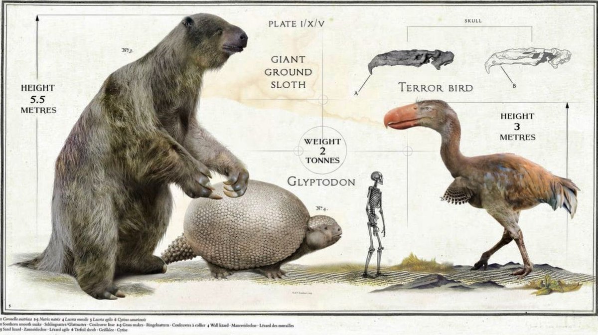 Glyptodon Size