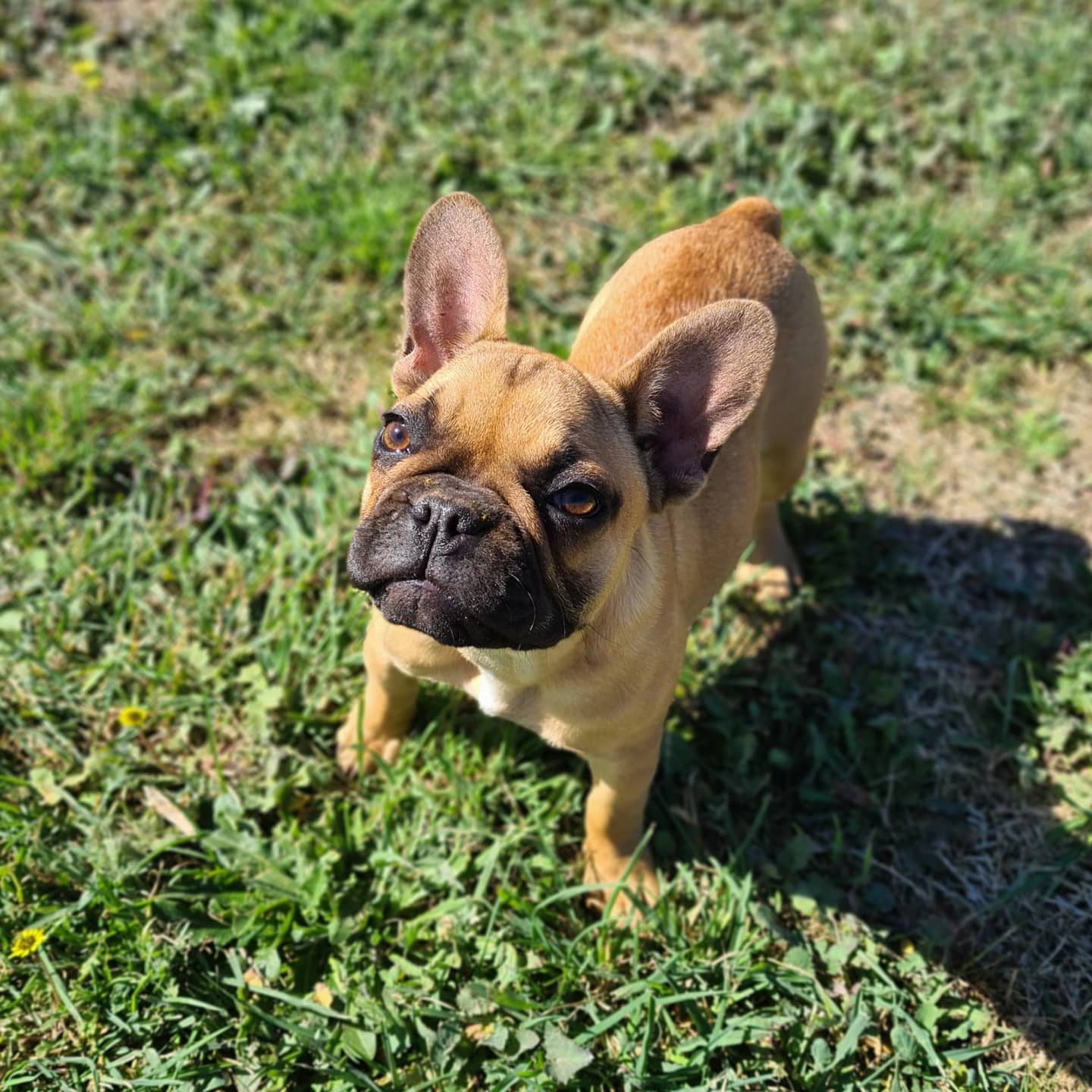 Red Fawn French Bulldog