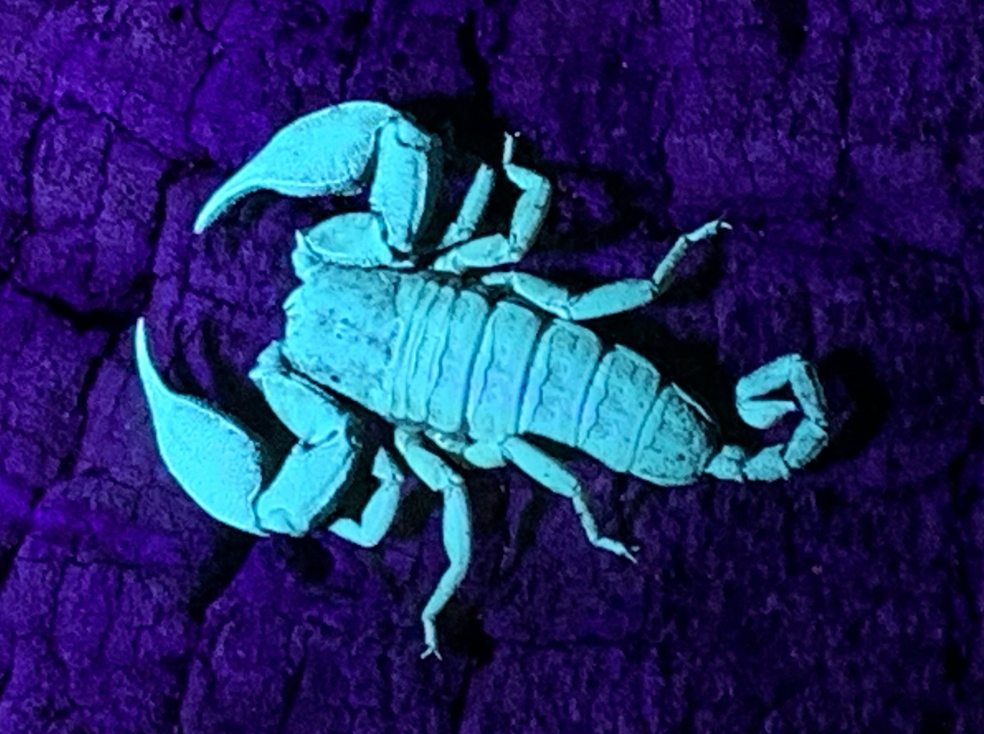 Emperor Scorpion Black Light
