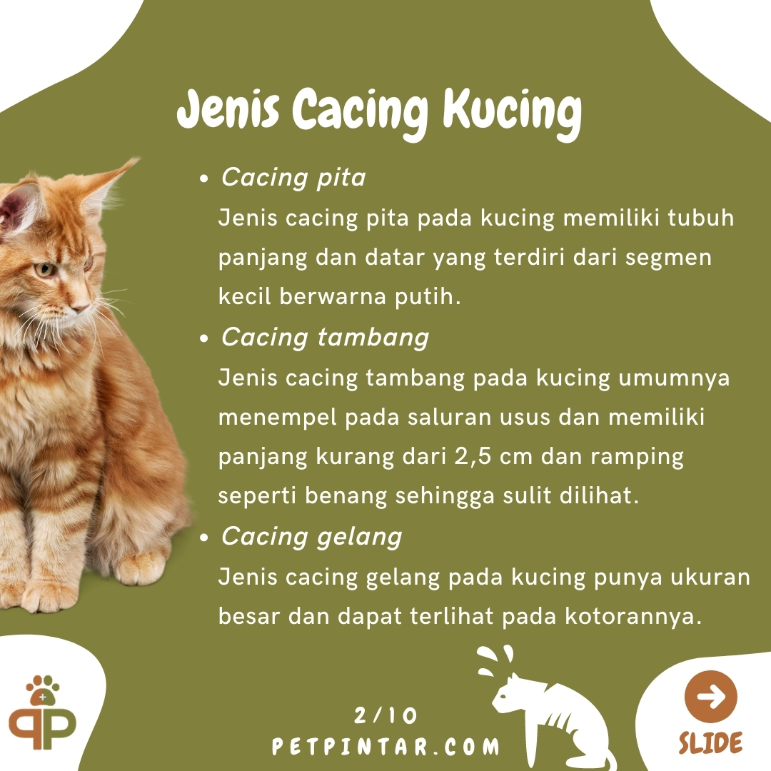 Cacing Pita Pada Kucing