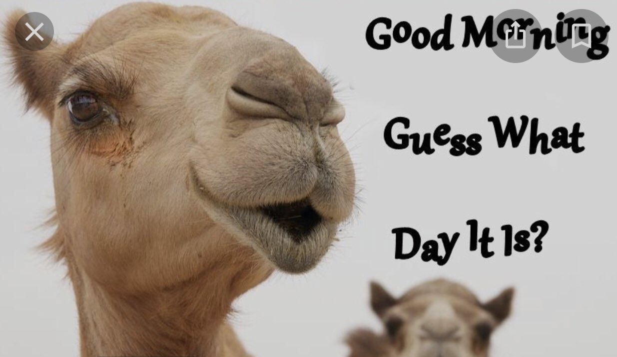 Good Morning Hump Day Quotes