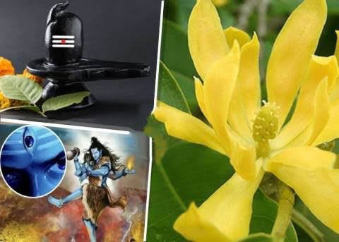 Ketaki Flower Shiva