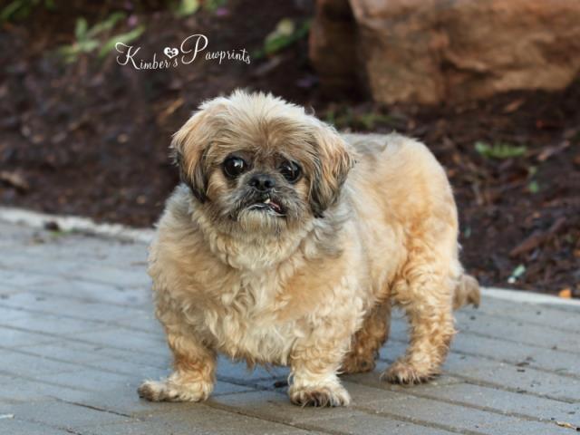 Pug Mixed With Shih Tzu
