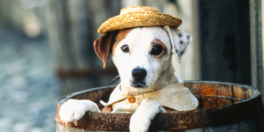 Jack Russell Terrier Wishbone