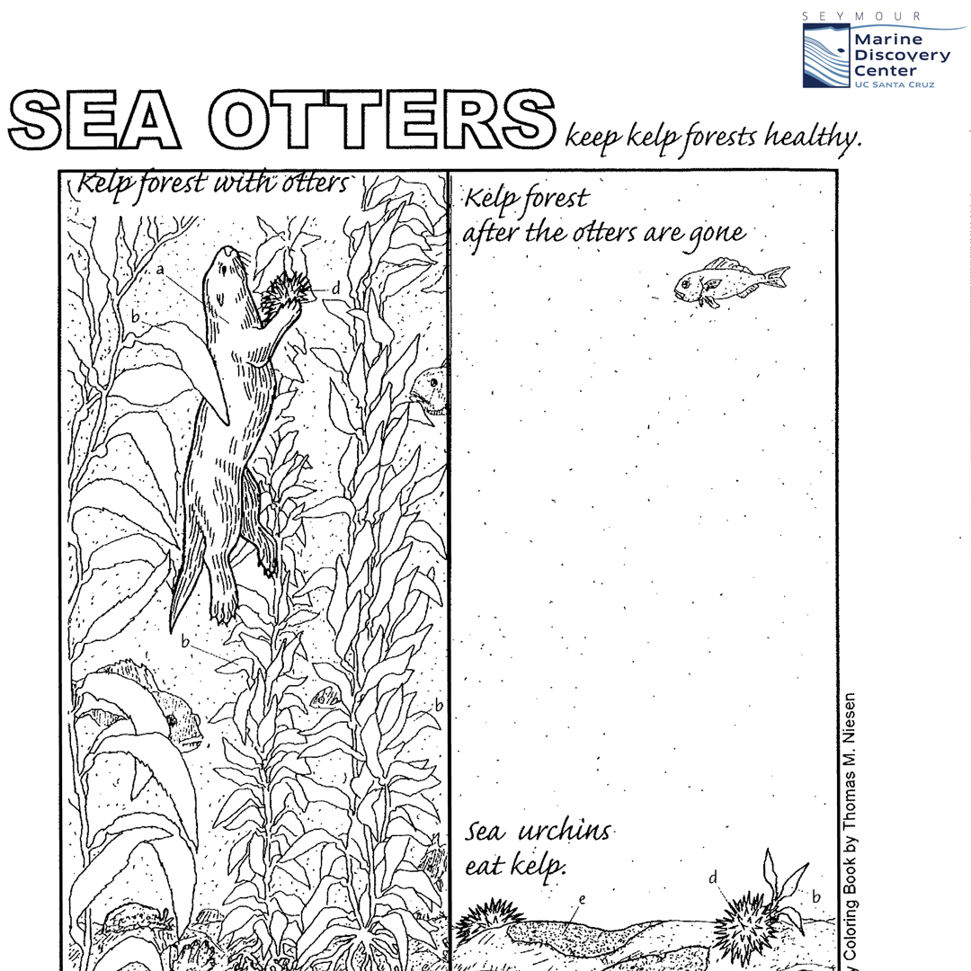 Coloring Pages Of Sea Otter