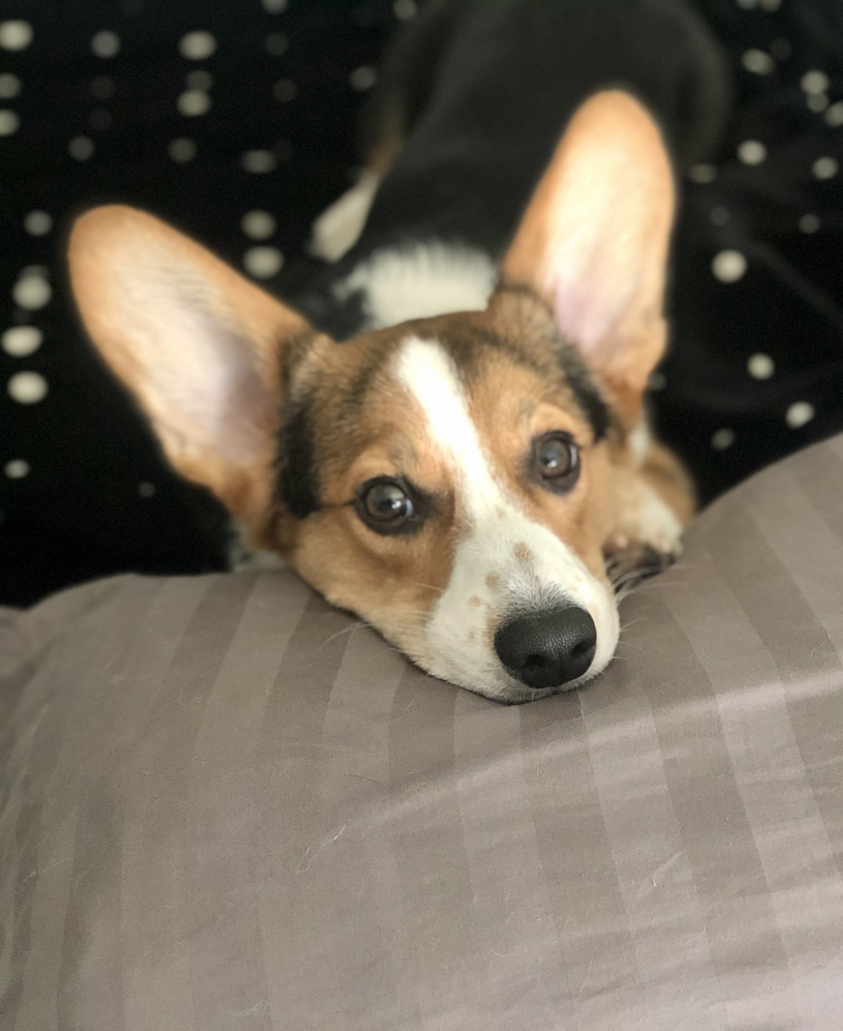 TW Pornstars - 2 pic. 😈Jaybbgrrl $5 OF😈. Twitter. I love him so much ...