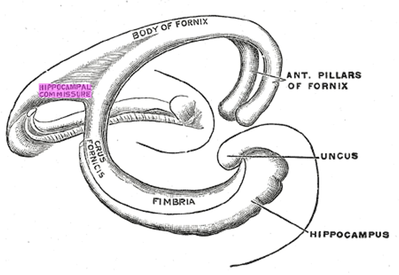 Habenular Commissure