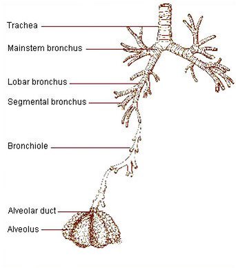 Bronchial Tree Generations