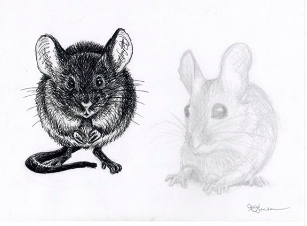 Realistic Mouse Drawing