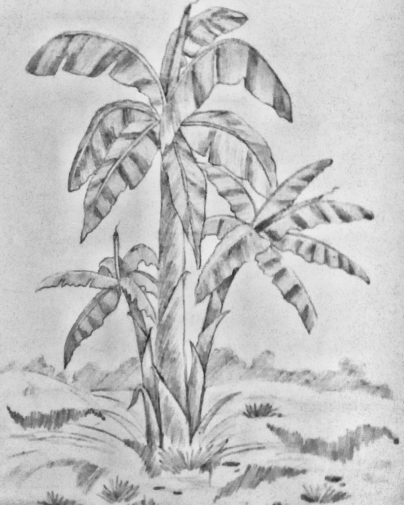 Banana Tree Pencil Drawing