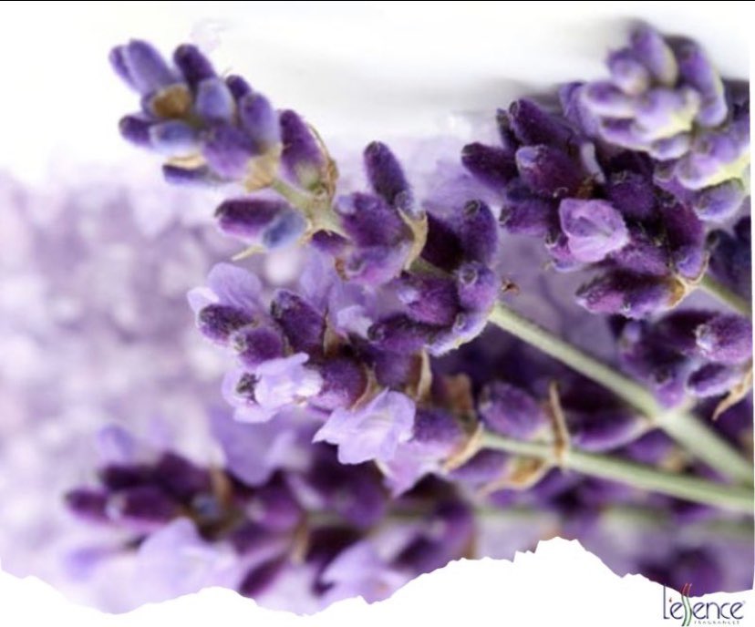 L'essence Fragrances (@Lessence) / Posts / X