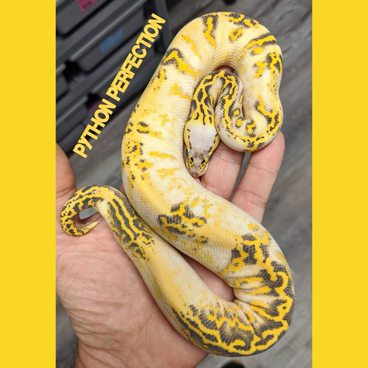 Pastel Enchi Clown Ball Python