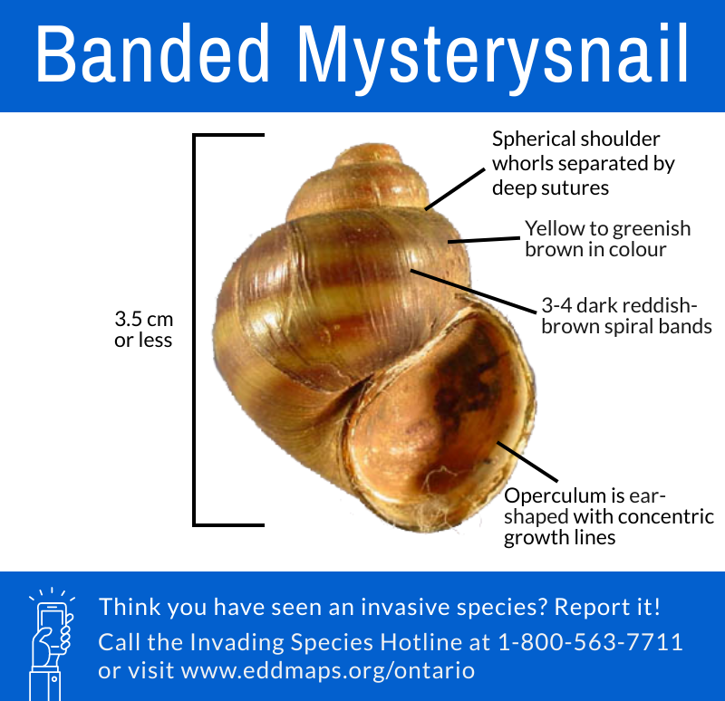Mystery Snail Anatomy