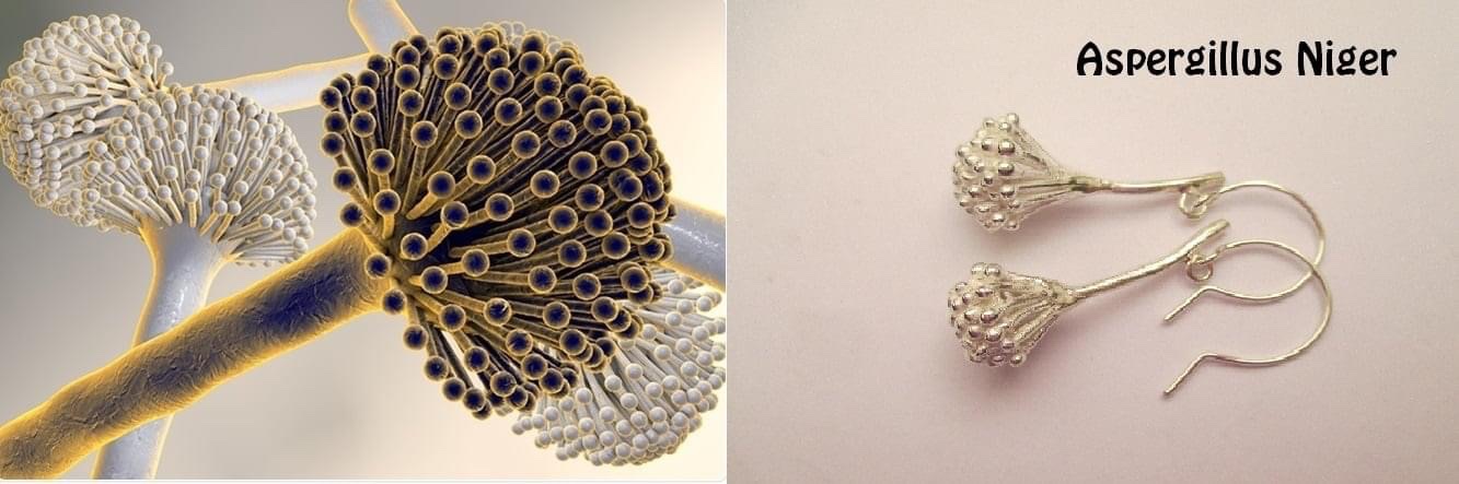 Aspergillus Niger Ear