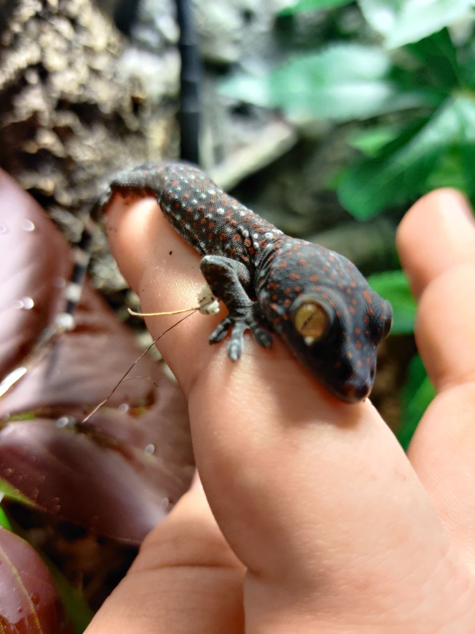 Baby Tokay Gecko