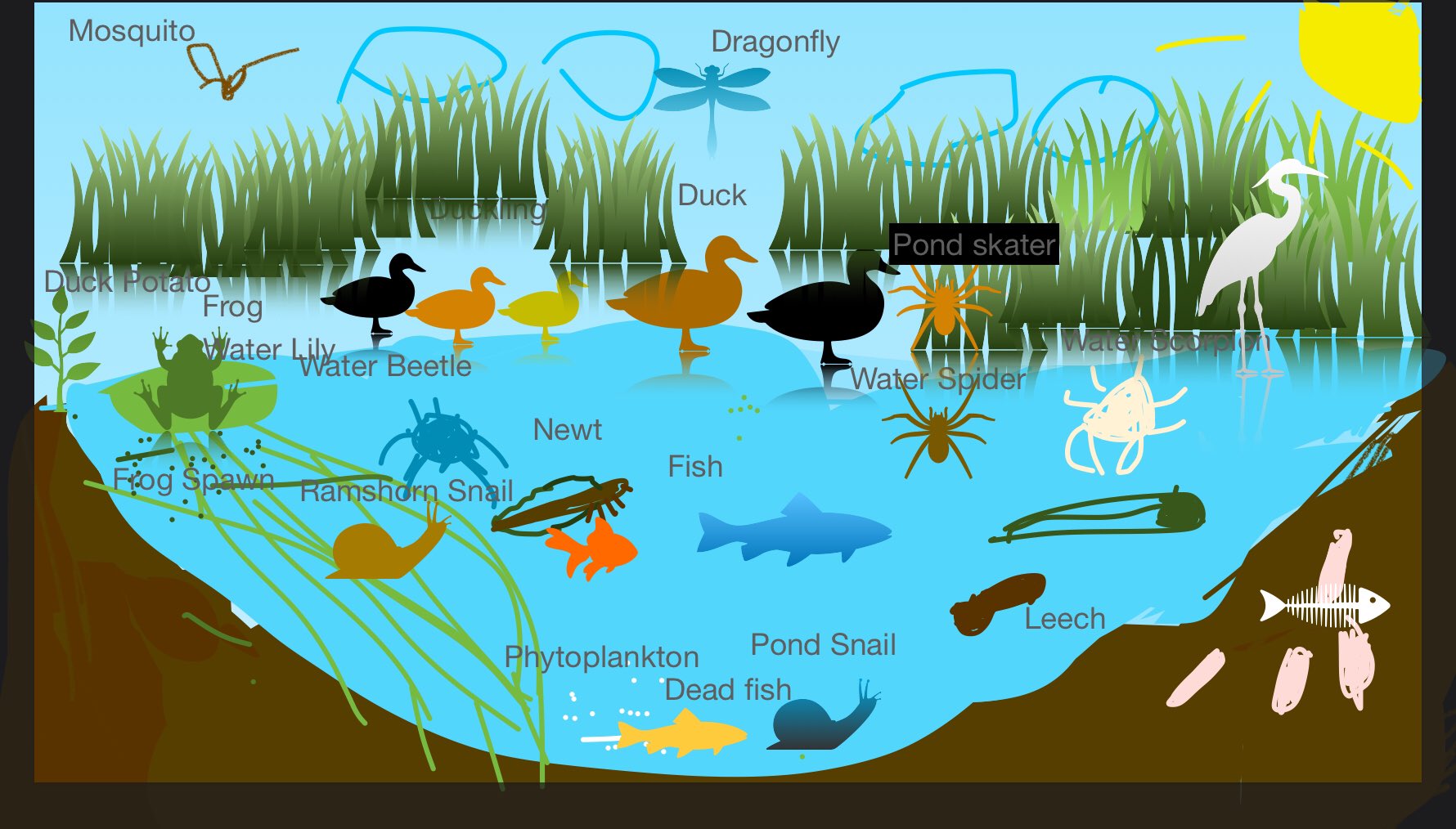 Pond Ecosystem Food Chain For Kids