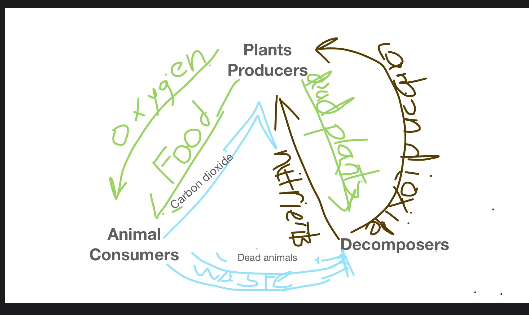 Forest Ecosystem Diagram With Decomposers