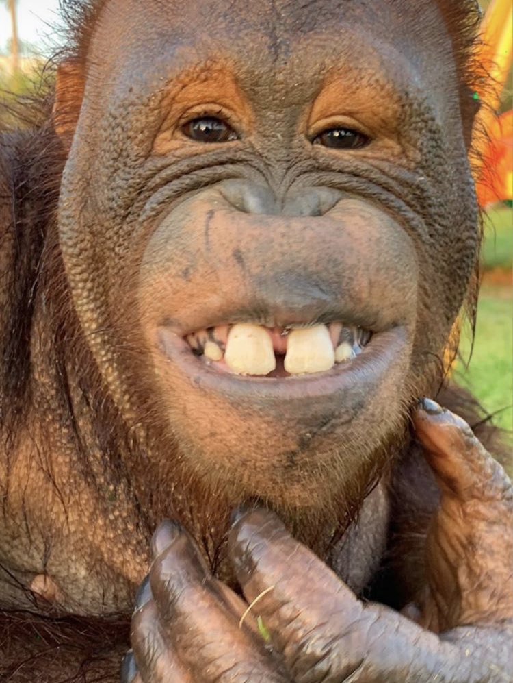 Smiling Monkey Funny