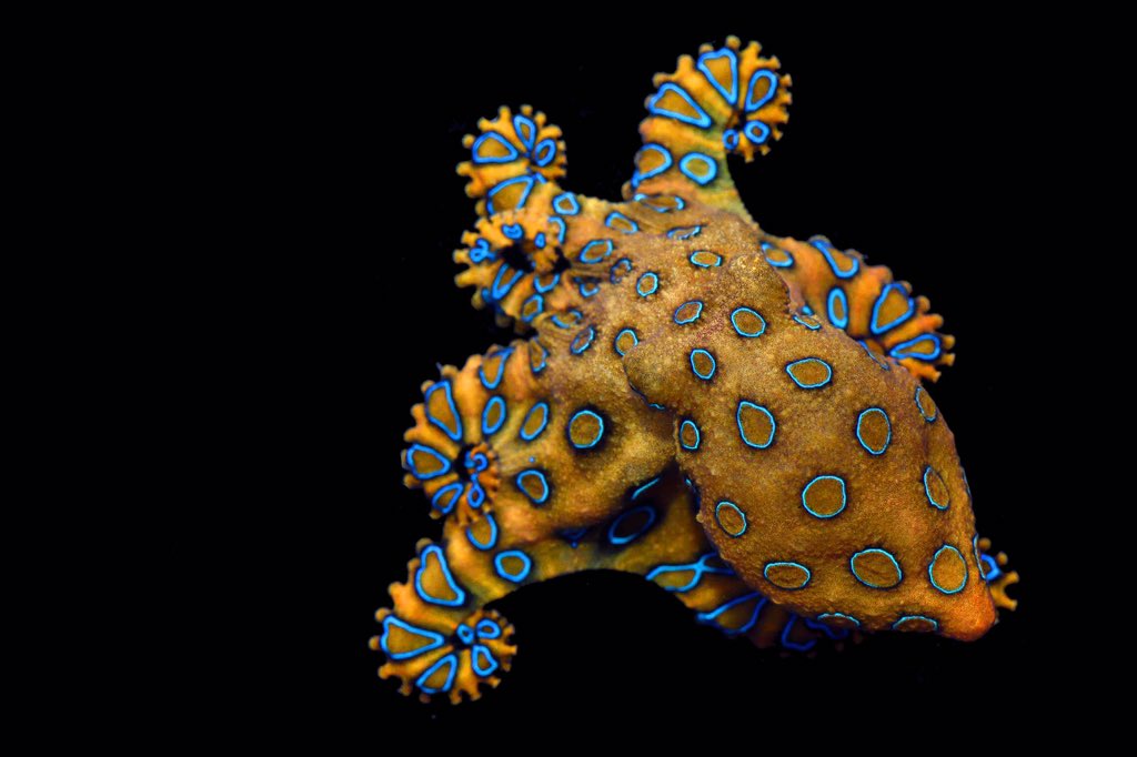 Blue Ringed Octopus Wallpaper