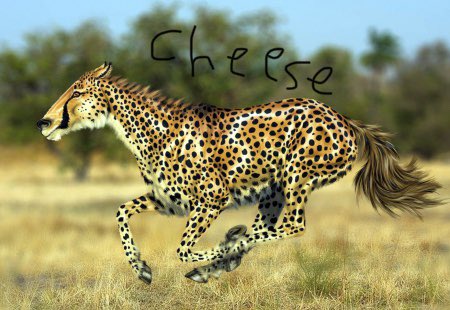 Cheetah Leon Hibrideach