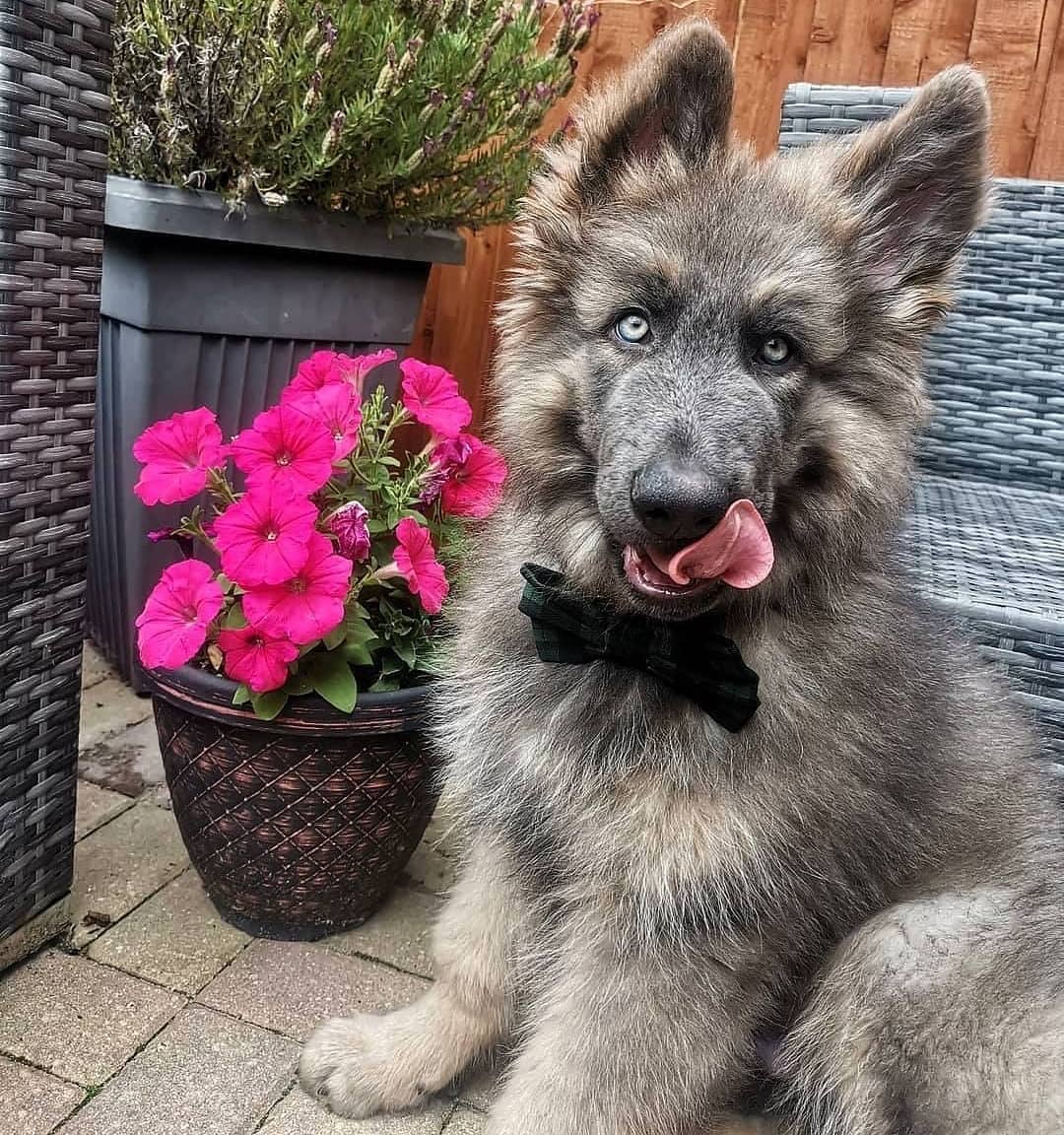 Blue Sable German Shepherd